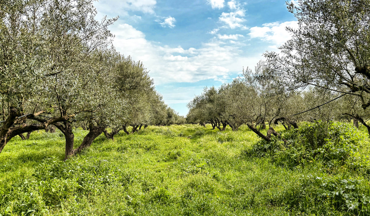 This is Sparta: Introducing our EVOO from Greece – Citizens of Soil