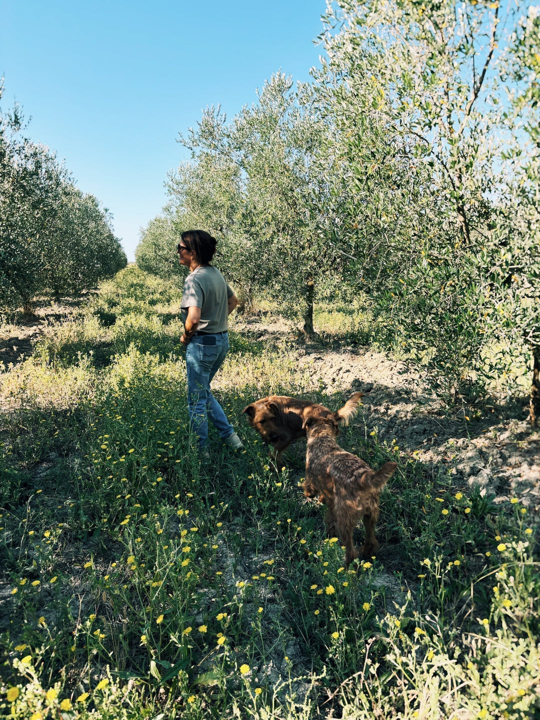 Introducing an Extra Rare olive oil from Tuscany – Citizens of Soil