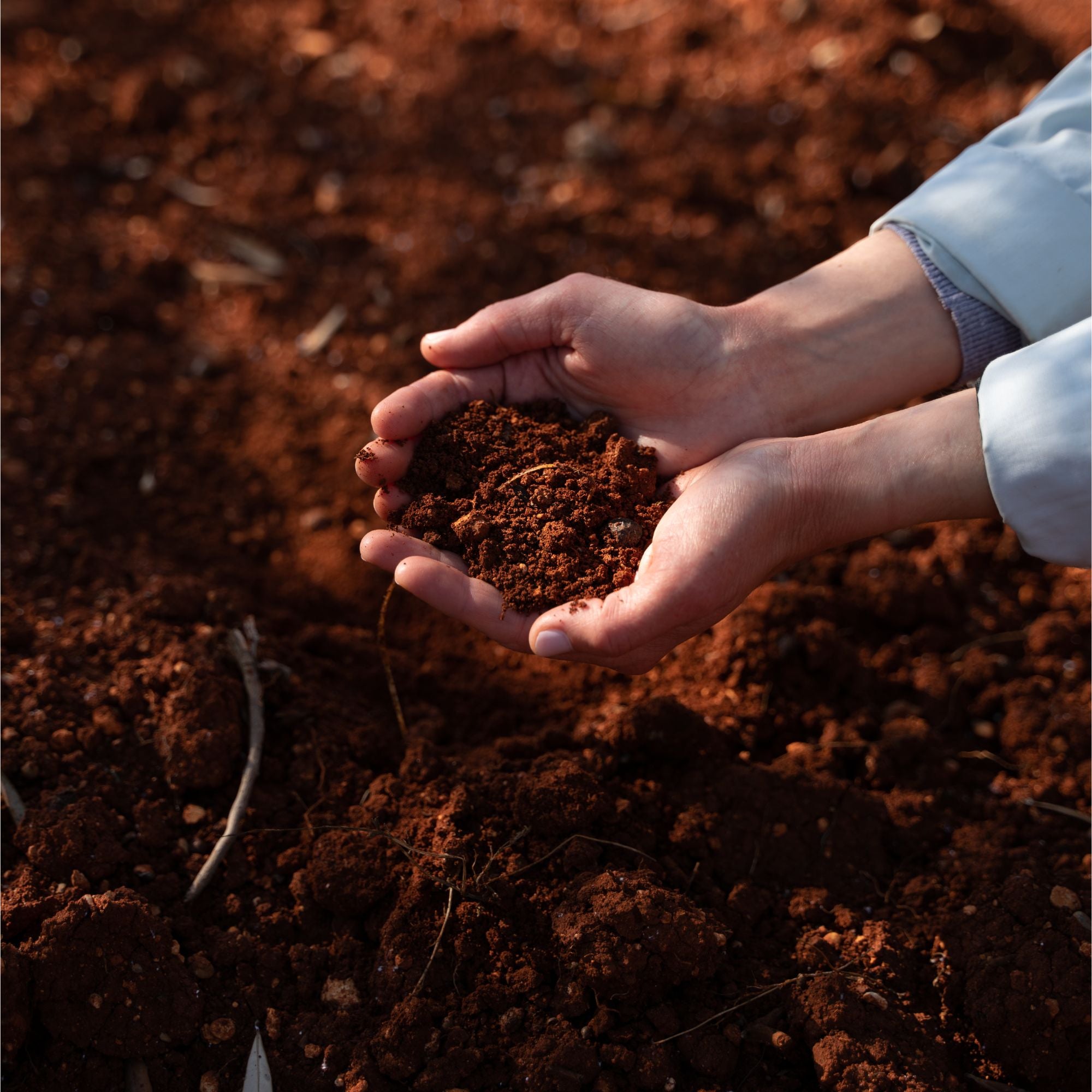 Olive Oil Sustainability Isn't Enough | Our Impact | Citizens Of Soil ...